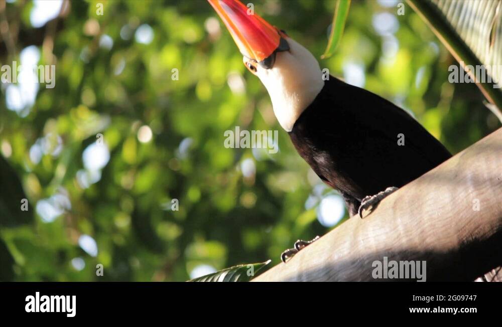 Brazilian tucano bird Stock Videos & Footage - HD and 4K Video Clips ...