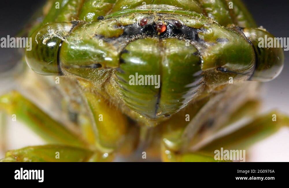 Rainforest cicada Stock Videos & Footage - HD and 4K Video Clips - Alamy