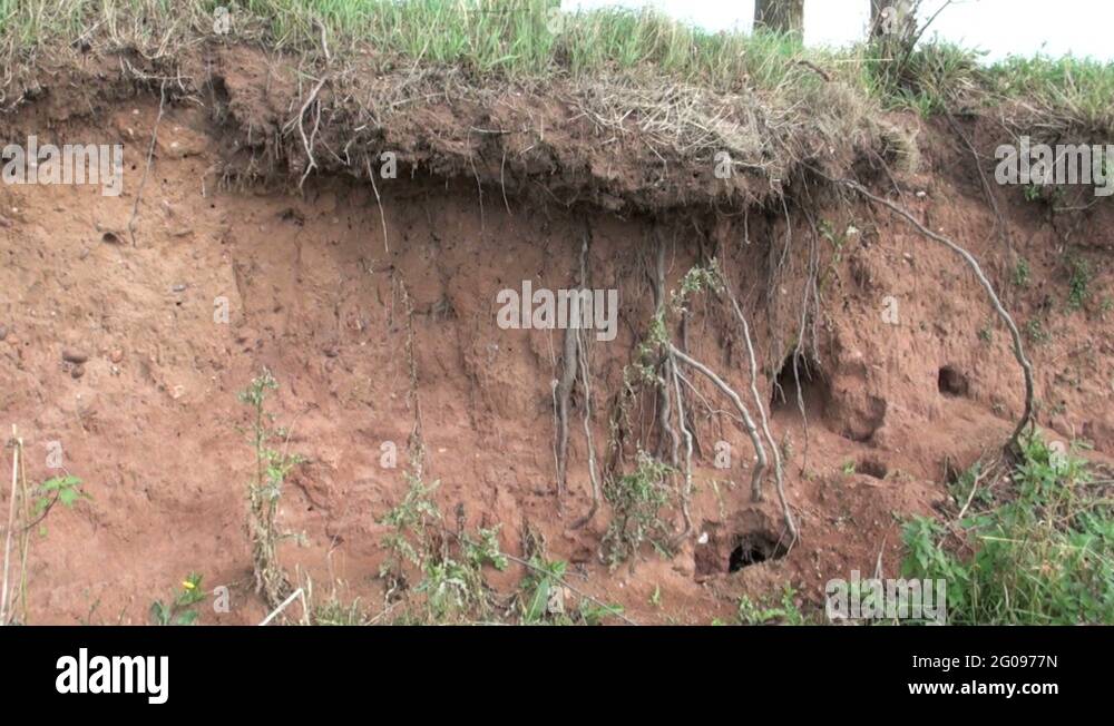 Tree roots soil underground Stock Videos & Footage - HD and 4K Video ...