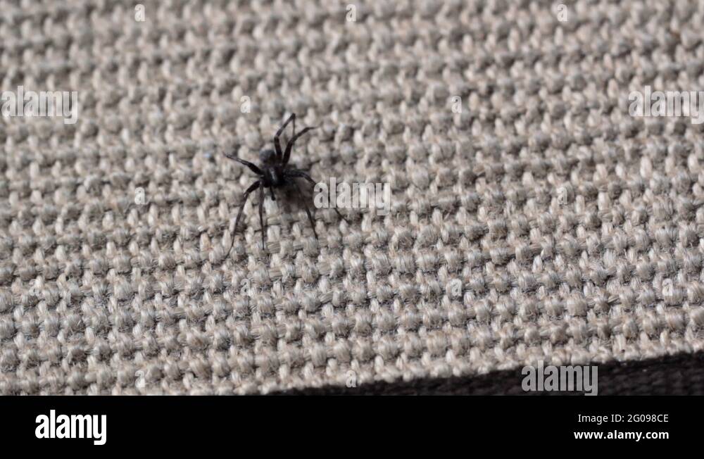 Spider tissue Stock Videos & Footage - HD and 4K Video Clips - Alamy