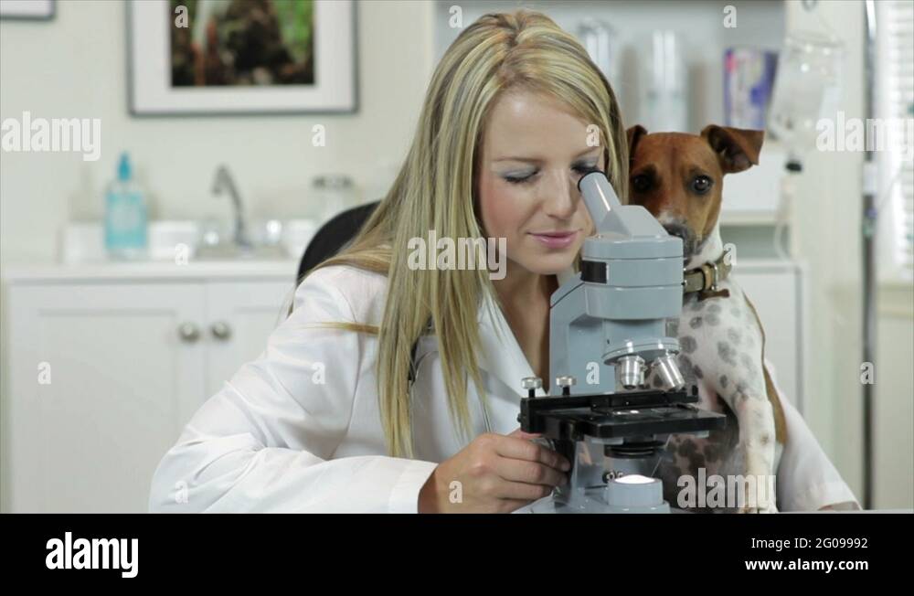 Vet and microscope Stock Videos & Footage - HD and 4K Video Clips - Alamy