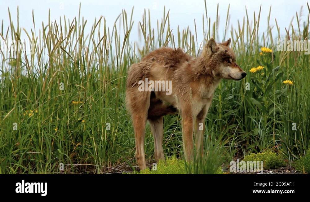 Alaska wolf Stock Videos & Footage - HD and 4K Video Clips - Alamy