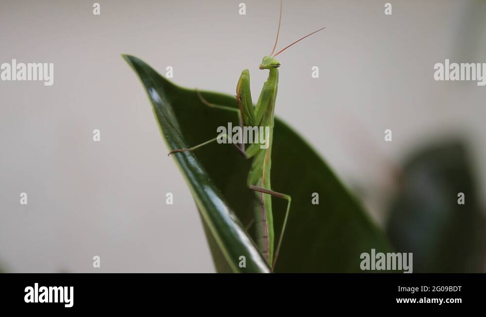 Pray mantis Stock Videos & Footage - HD and 4K Video Clips - Alamy