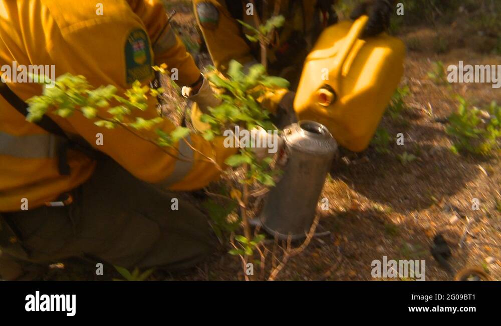 Forest whip wood Stock Videos & Footage - HD and 4K Video Clips - Alamy