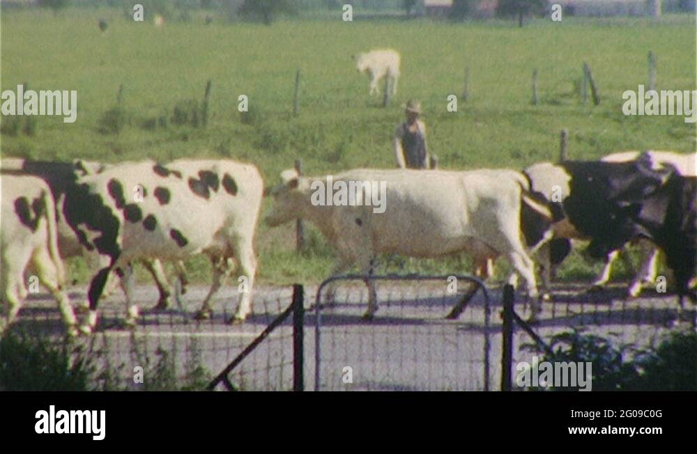 1950s Cows Herd Come Home for Milking DAIRY FARM Vintage 8mm Film Home ...