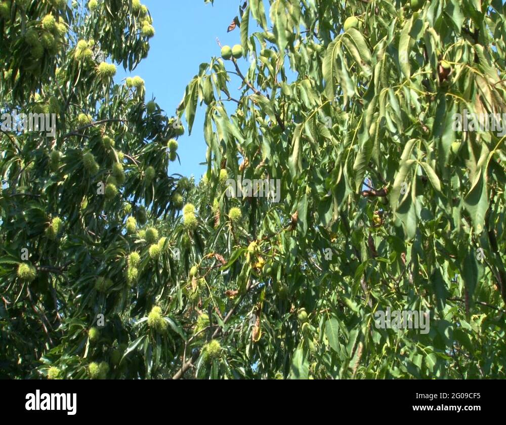 Very long shot Stock Videos & Footage - HD and 4K Video Clips - Alamy