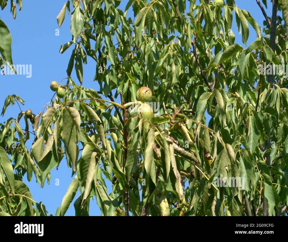 Zoom in Stock Videos & Footage - HD and 4K Video Clips - Alamy