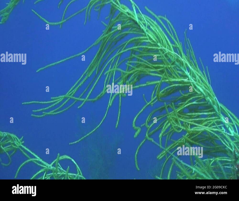 Gorgonian Stock Videos & Footage - HD and 4K Video Clips - Alamy