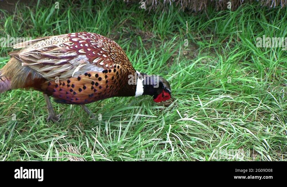 Elliots pheasant Stock Videos & Footage - HD and 4K Video Clips - Alamy
