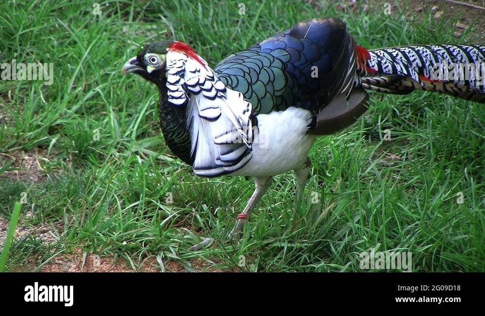 Lady amherst pheasant Stock Videos & Footage - HD and 4K Video Clips ...