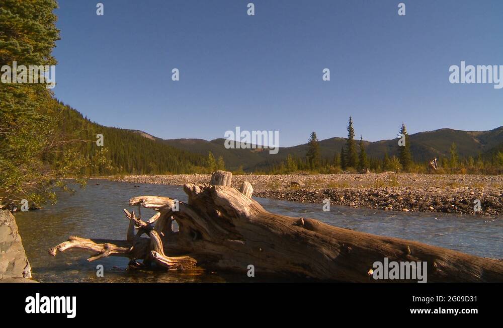 Faded forest Stock Videos & Footage - HD and 4K Video Clips - Alamy