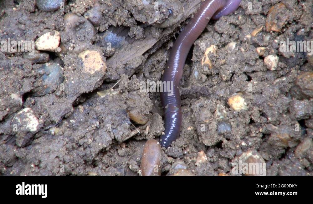 Worm Stock Videos & Footage - HD and 4K Video Clips - Alamy
