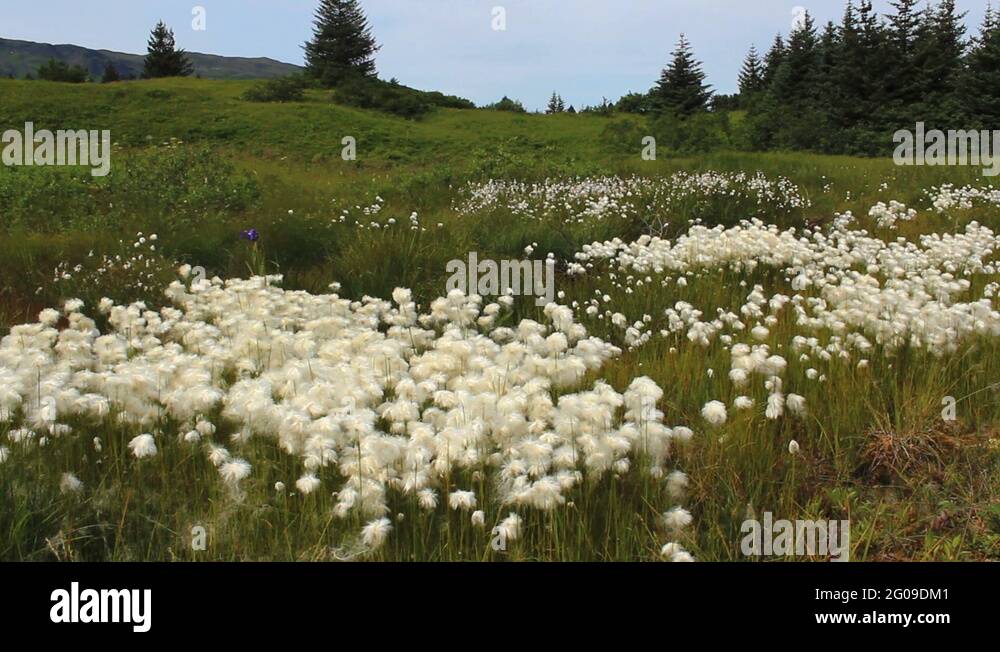 Fluff fluffy plant plants Stock Videos & Footage - HD and 4K Video ...