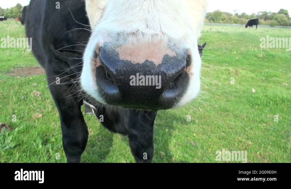 Cow nose Stock Videos & Footage - HD and 4K Video Clips - Alamy