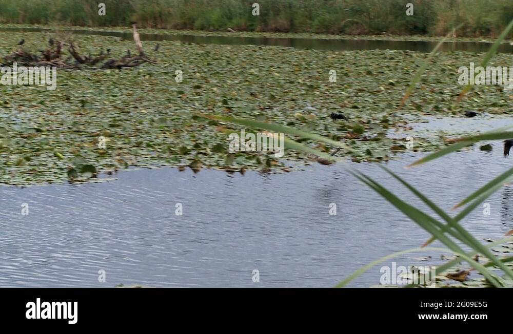 Crows and duck Stock Videos & Footage - HD and 4K Video Clips - Alamy