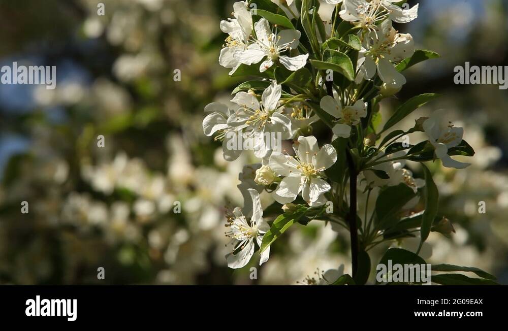 White crabapple tree Stock Videos & Footage - HD and 4K Video Clips - Alamy