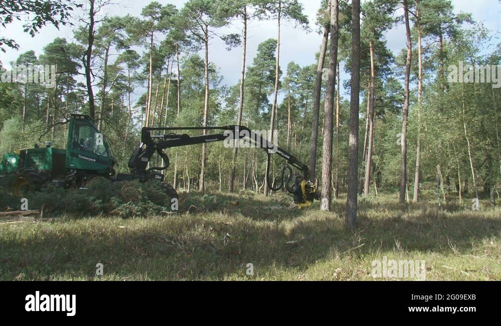 Timberjack Stock Videos & Footage - HD and 4K Video Clips - Alamy