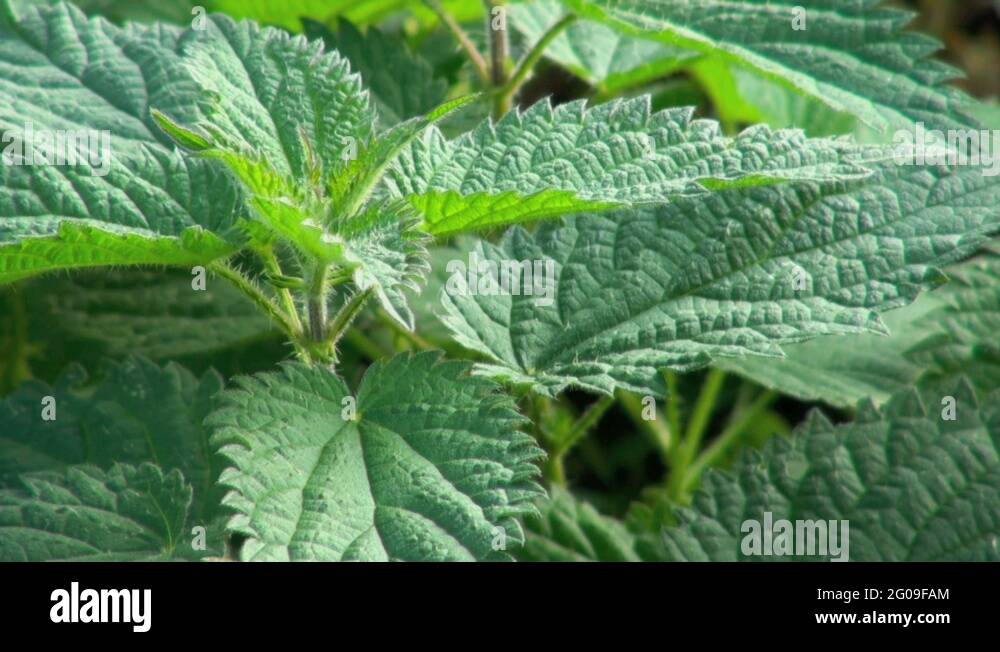 Stinging nettle rash Stock Videos & Footage - HD and 4K Video Clips - Alamy