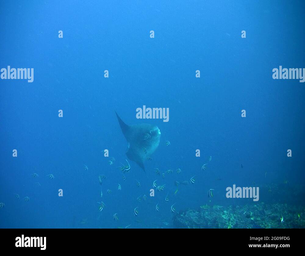 Ocean sunfish Stock Videos & Footage - HD and 4K Video Clips - Alamy
