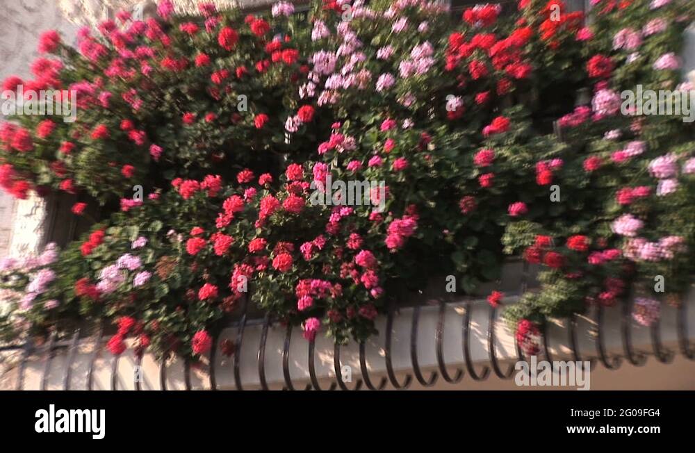 Building flower Stock Videos & Footage - HD and 4K Video Clips - Alamy