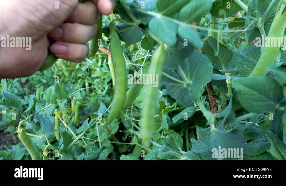 Green peas pod Stock Videos & Footage - HD and 4K Video Clips - Alamy