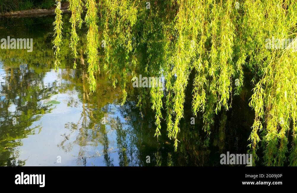 Weeping willow tree over water Stock Videos & Footage - HD and 4K Video ...