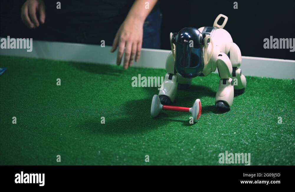 Canine head study Stock Videos & Footage - HD and 4K Video Clips - Alamy