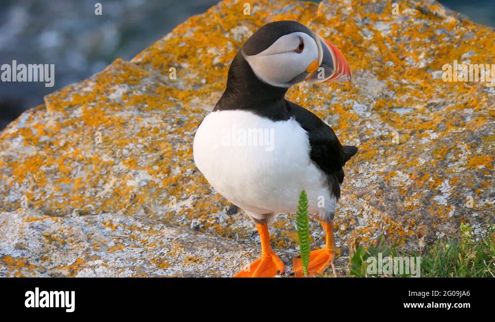 Puffin canada Stock Videos & Footage - HD and 4K Video Clips - Alamy