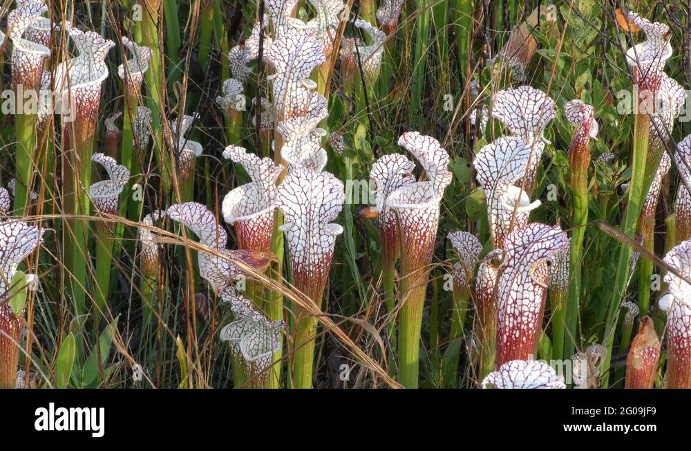 Bog ecosystem Stock Videos & Footage - HD and 4K Video Clips - Alamy