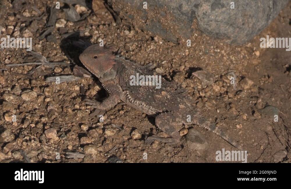 Horned toad lizard Stock Videos & Footage - HD and 4K Video Clips - Alamy