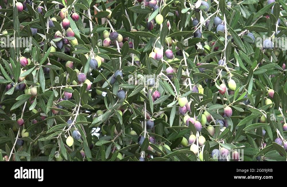 Tuscany fruit Stock Videos & Footage - HD and 4K Video Clips - Alamy