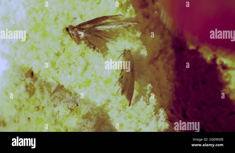 Meal insects Stock Videos & Footage - HD and 4K Video Clips - Alamy