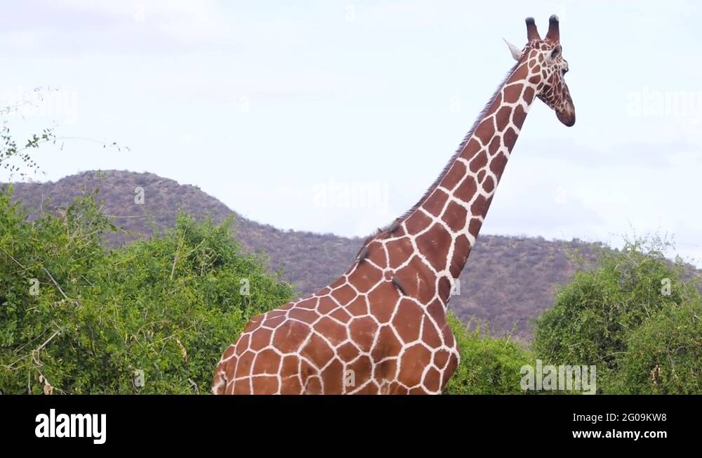 Reticulated pattern Stock Videos & Footage - HD and 4K Video Clips - Alamy