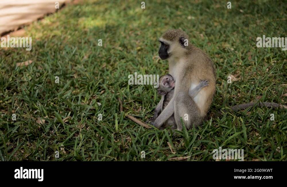 Monkey hugging Stock Videos & Footage - HD and 4K Video Clips - Alamy