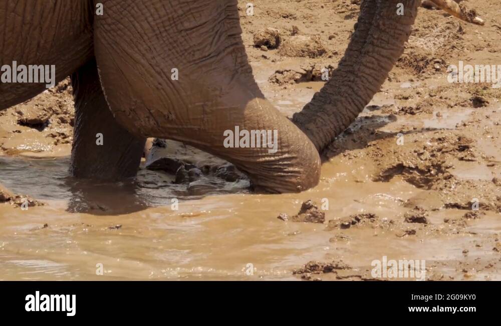 Elephant on water Stock Videos & Footage - HD and 4K Video Clips - Alamy