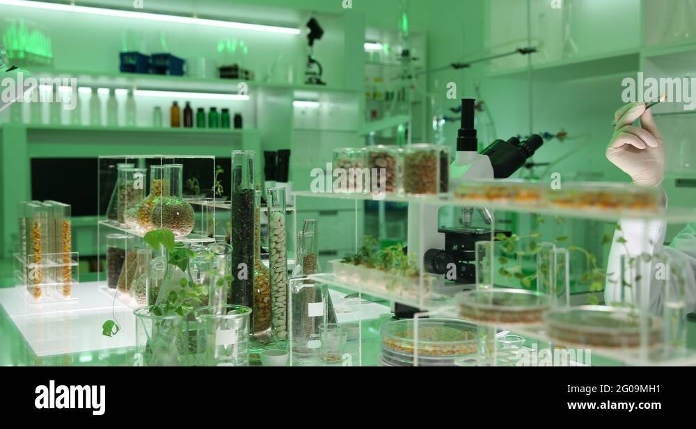 4K Pan right scientist worker woman testing gmo hybrid seeds laboratory ...