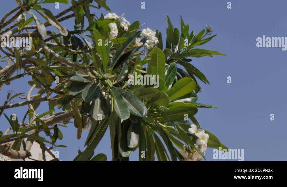 Oman muscat opera house Stock Videos & Footage - HD and 4K Video Clips ...