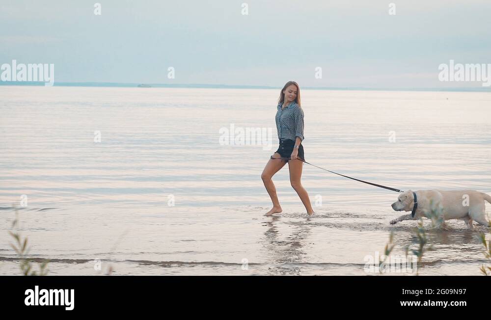 Young woman walking labrador Stock Videos & Footage - HD and 4K Video ...