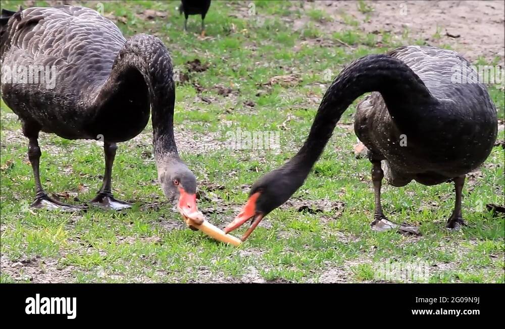Bread swan Stock Videos & Footage - HD and 4K Video Clips - Alamy