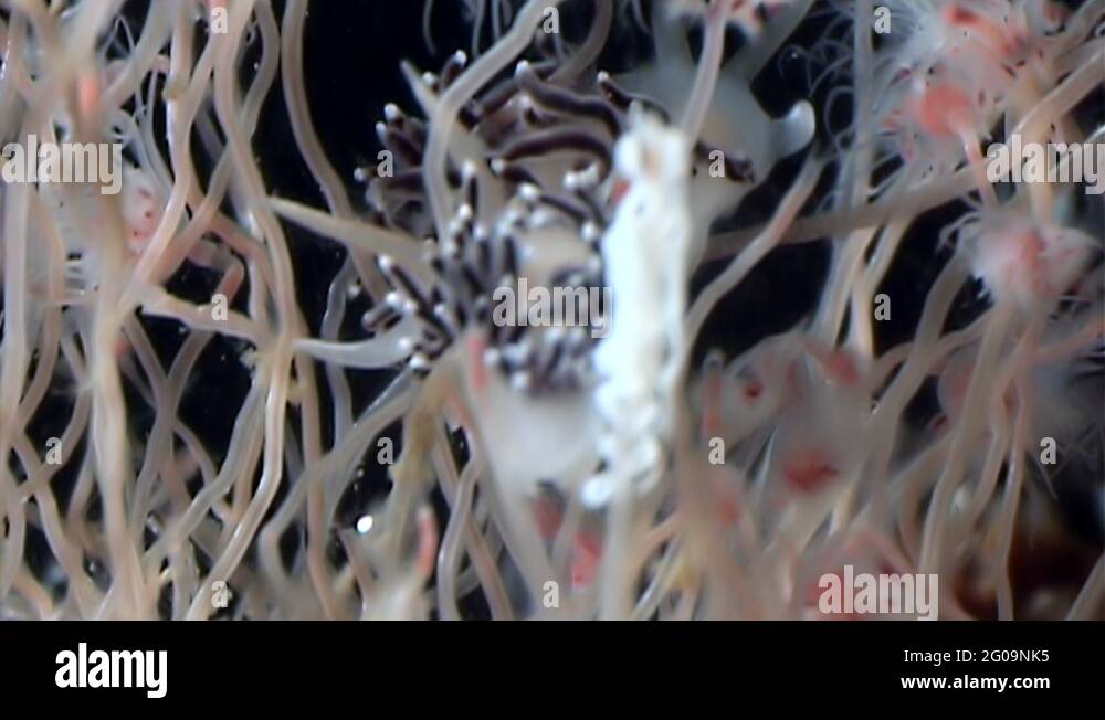 Coryphella verrucosa slug Tubulariae Hydroid jellyfish underwater of ...