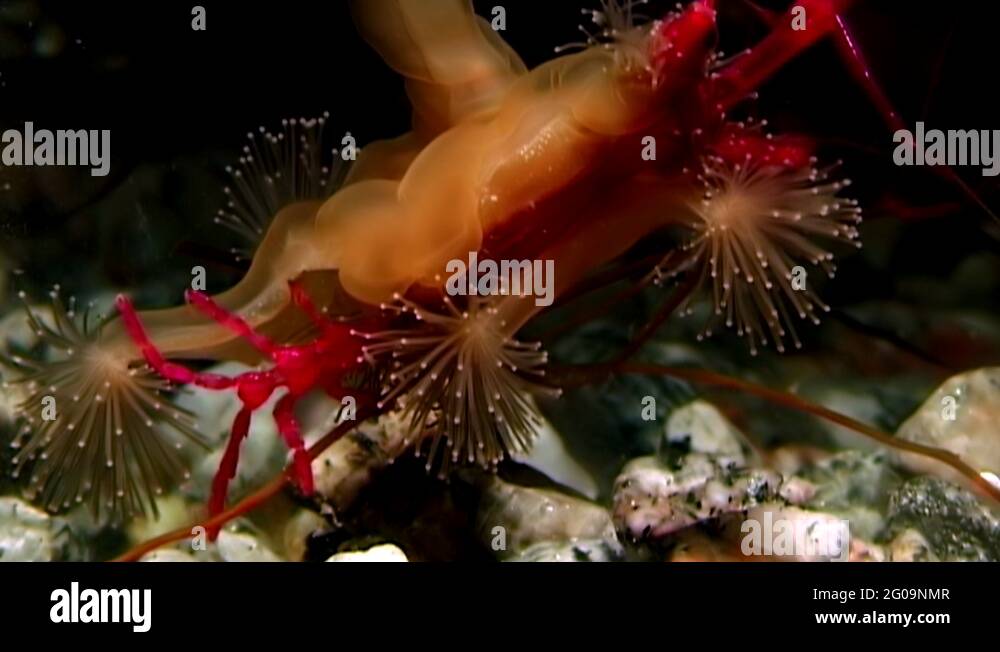 Lucernaria quadricornis captures and eats sea goat Caprella underwater ...