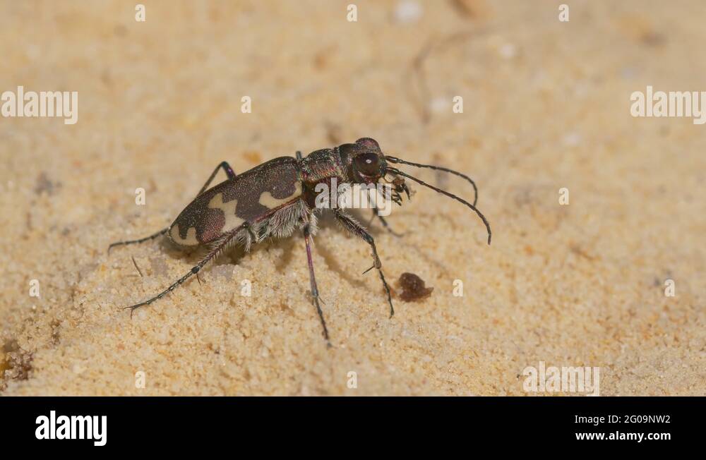 Cicindela Stock Videos & Footage - HD and 4K Video Clips - Alamy