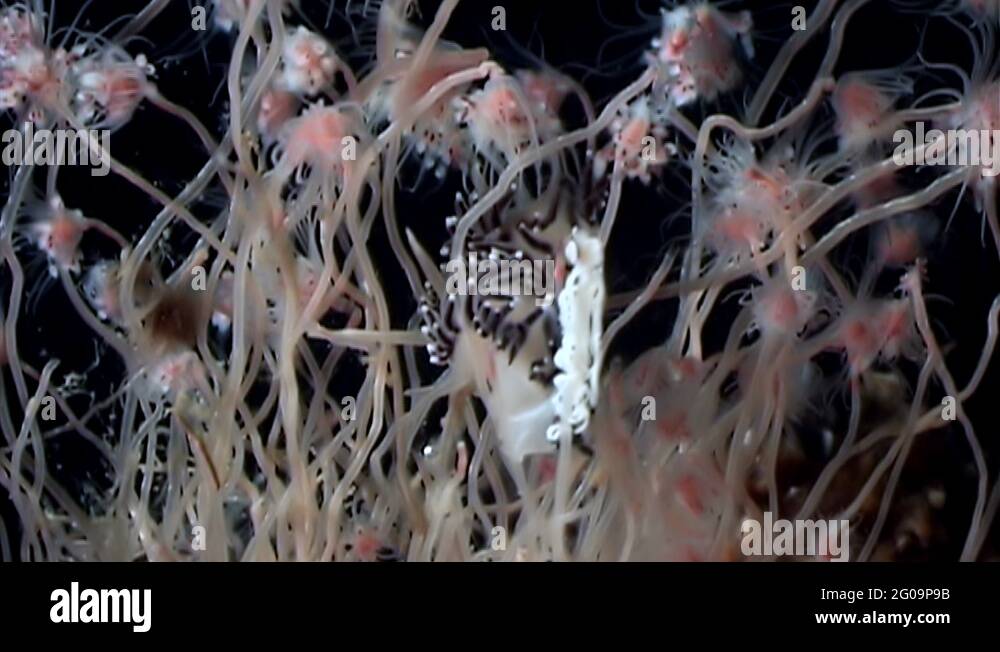 Hydroid jellyfish Stock Videos & Footage - HD and 4K Video Clips - Alamy