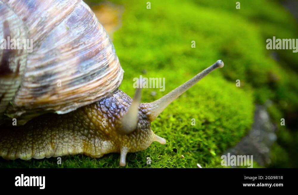 Spider snail Stock Videos & Footage - HD and 4K Video Clips - Alamy