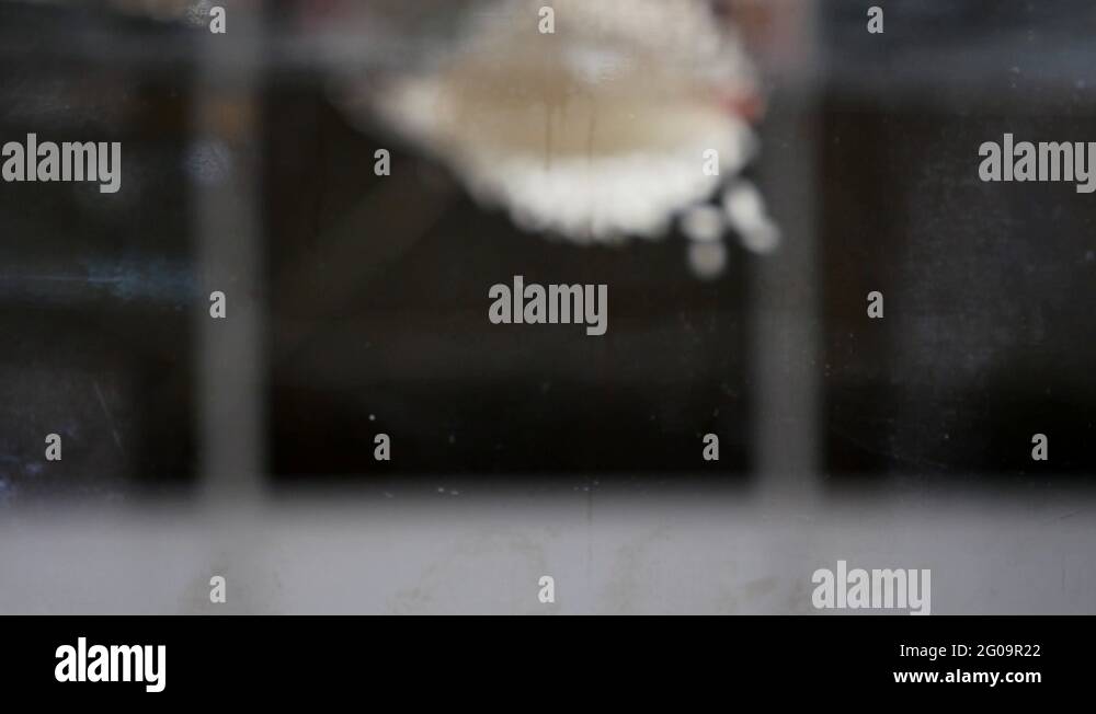 Rice grain falling on reflective table top on. bottom view Stock Video ...