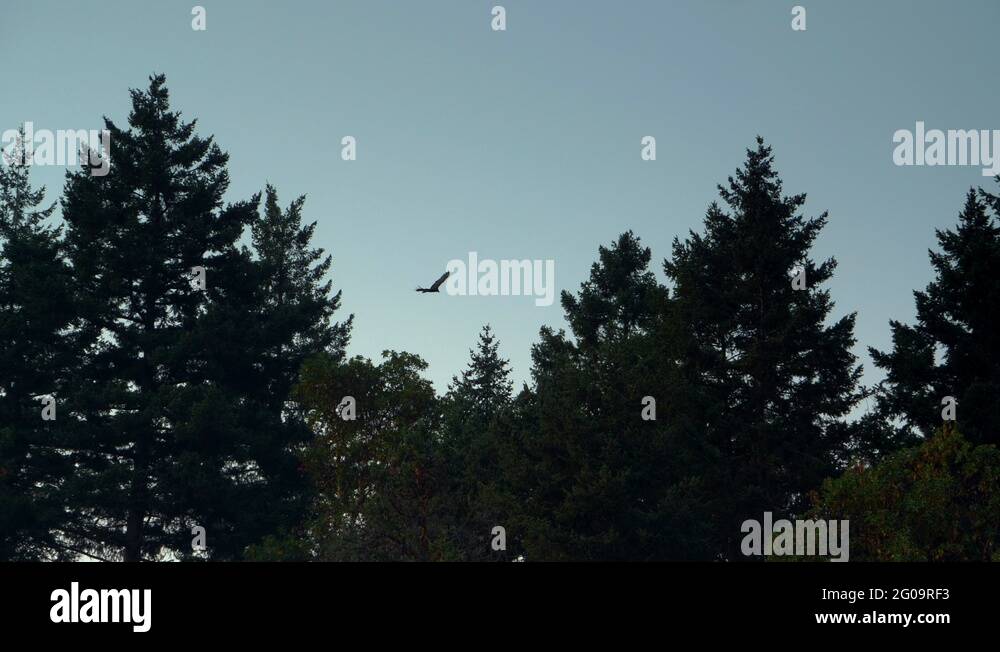 Grey sky with tree Stock Videos & Footage - HD and 4K Video Clips - Alamy