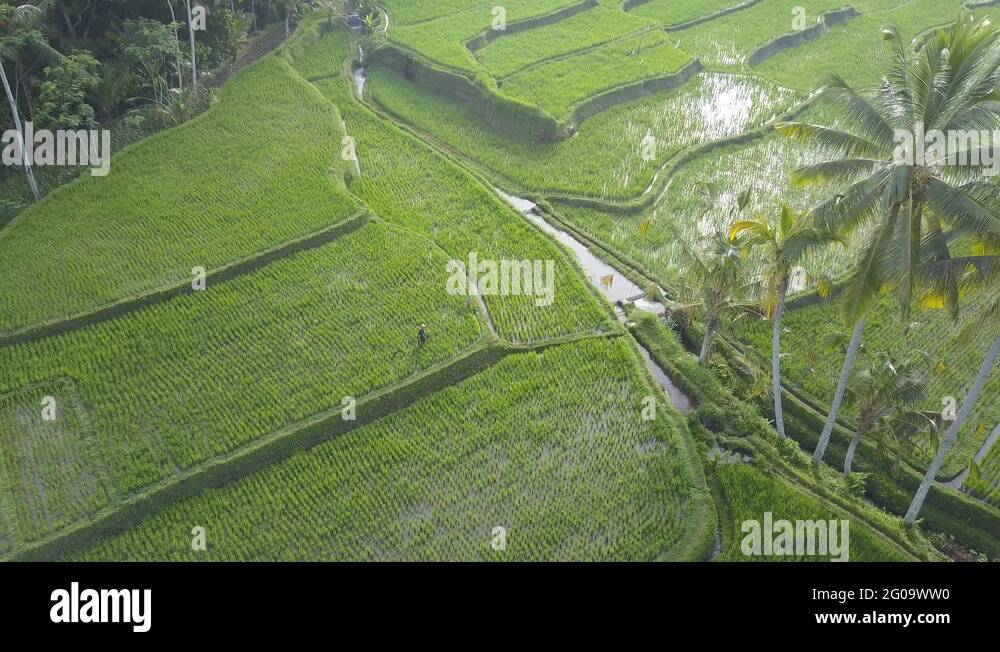 Farmer cultivating rice field paddy Stock Videos & Footage - HD and 4K ...
