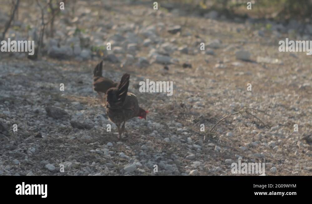 Wild chickens Stock Videos & Footage - HD and 4K Video Clips - Alamy