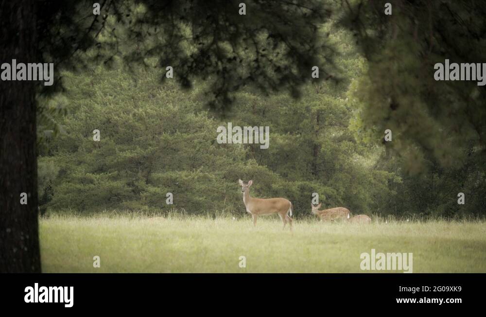 Female spotted deer doe and fawn Stock Videos & Footage - HD and 4K ...