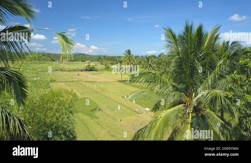 Palm trees in paddy field plantation Stock Videos & Footage - HD and 4K ...